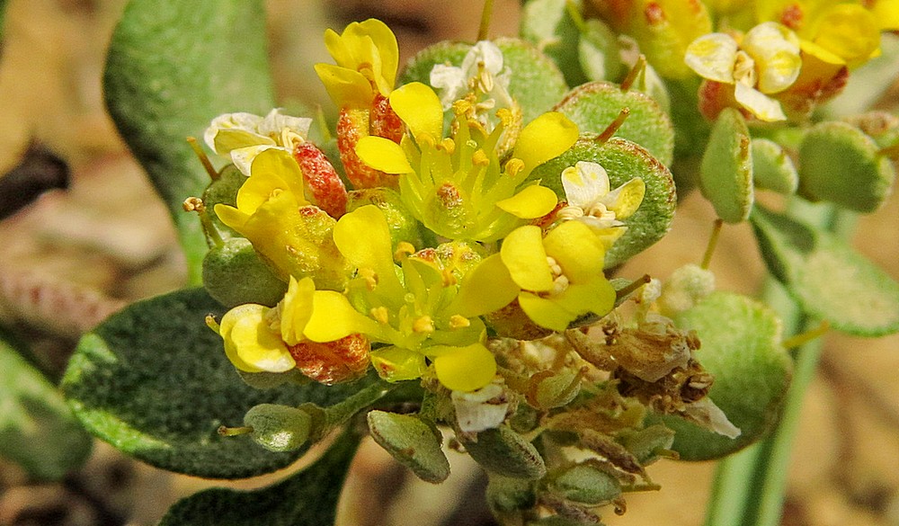 5 уникальных растений Кипра - Вестник Кипра