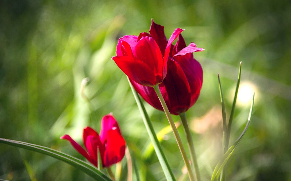 5 уникальных растений Кипра - Вестник Кипра